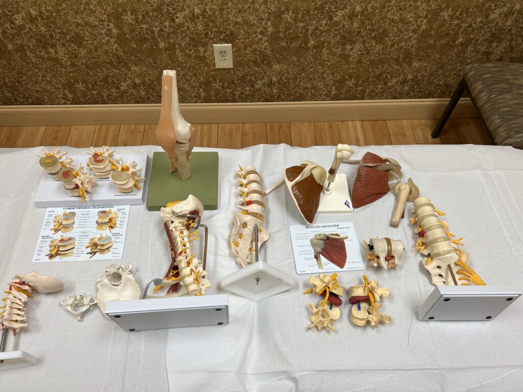 Anatomical Models – Hopkins Clinic