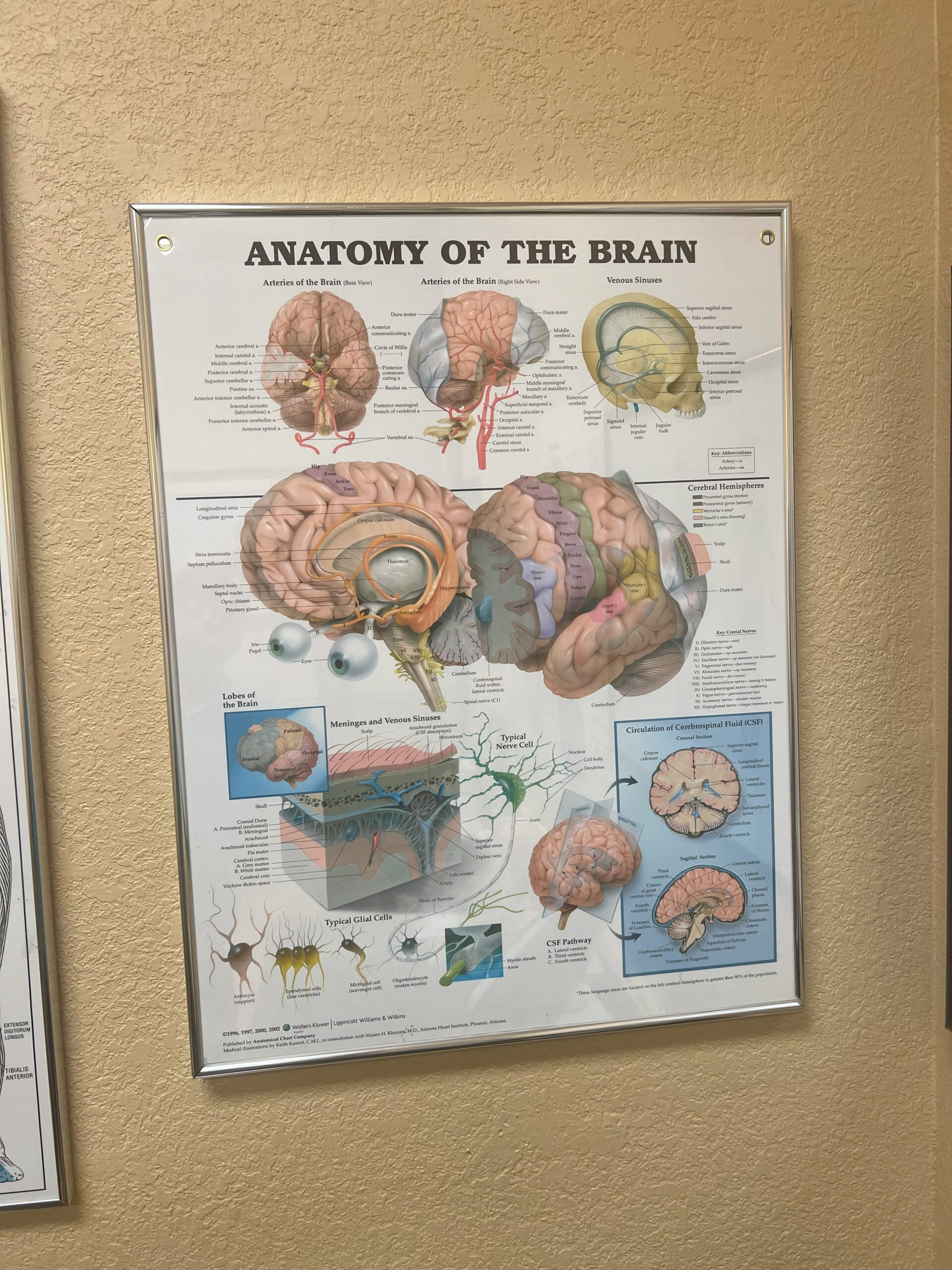 Medical Posters (Framed) – Hopkins Clinic